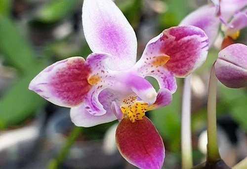 Орхидея equestris (peloric -3 lips)