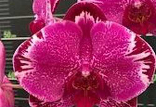 Орхидея фаленопсис Galandra