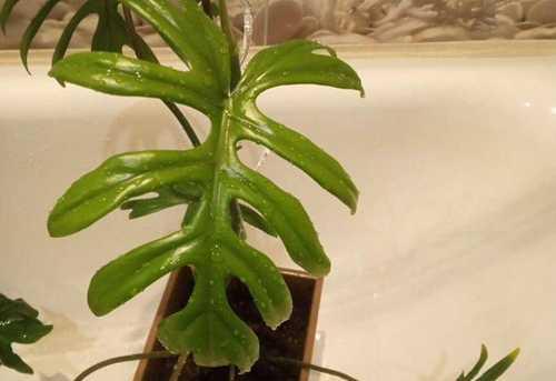 Philodendron rabiatum -фолодендрон лучистый