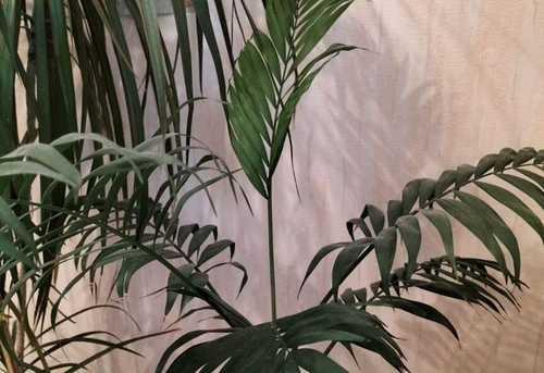 Пальма хамедорея 50см