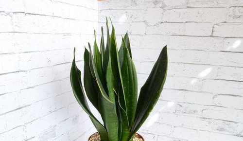 Sansevieria Futura black diamond (Сансевиерия) (SC