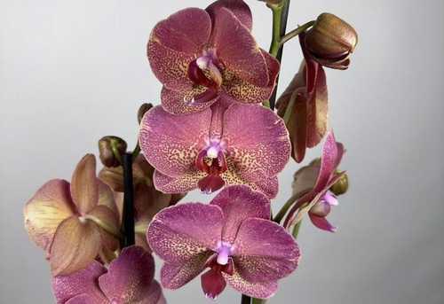 Орхидея Фаленопсис d12 h80