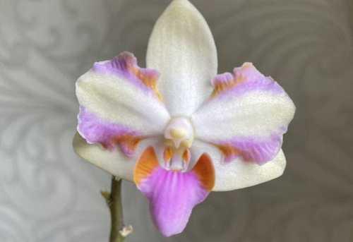 Орхидея фаленопсис сортовая