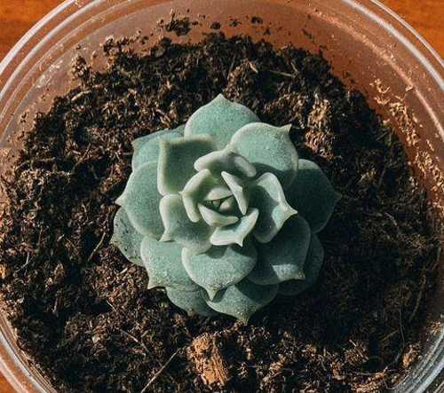 Эхеверия Лола, Echeveria Lola