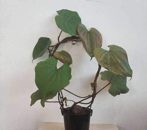 Диоскорея (Dioscorea bulbifera) | Festima.Ru - Мониторинг объявлений