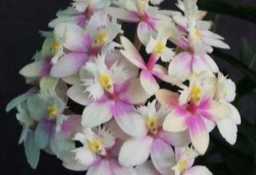 Эпидендрум орхидея,Epi.Wedding Valley,Yukimai"