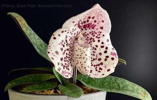 Орхидея пафиопедилум paph. bellatulum