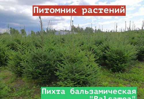 Пихта бальзамическая Balsamea Оптом из питомника