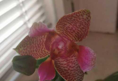 Орхидея фаленопсис трилипс Joy Fairy teil арома