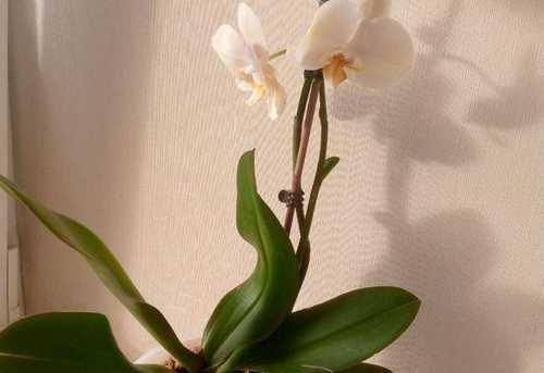 Орхидея "Африканский закат"