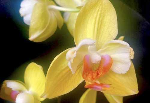 Орхидея бабулетка