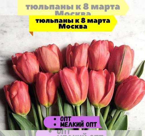 Тюльпаны к 8 марта опт/розница Москва