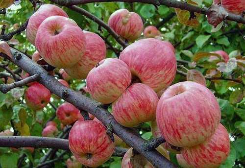 Яблоня Мельба - семенной подвой 3хлетка
