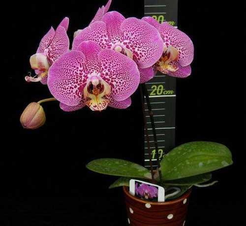 Орхидея Фаленопсис Younghome Maple Red