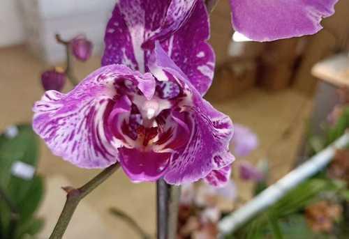 Орхидея фаленопсис Бинти пелорик-бабочка шоколад