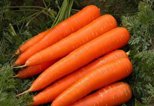 Морковь Семена