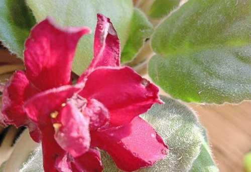 Фиалка бордовая бархатные цветы