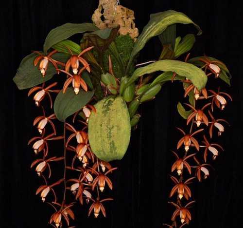 Coelogyne odoardi/peltastes/eberhardtii/flaccida