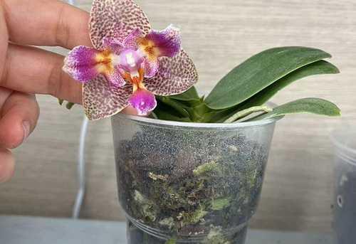 Орхидея Сказка
