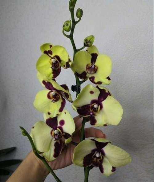 Орхидея фаленопсис Восковая пятнистая
