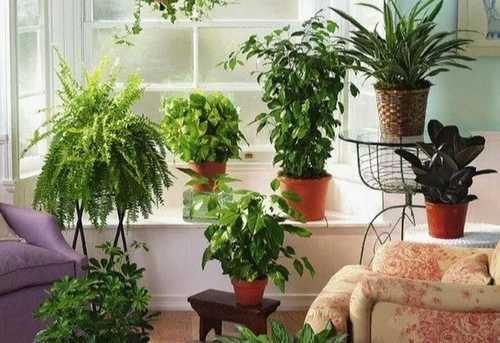 Передержка домашних растений и цветов