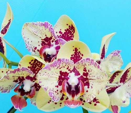 Предзаказ Орхидея PF- 5018