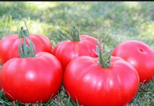 Семена урожайного томата Алтайский Ранний