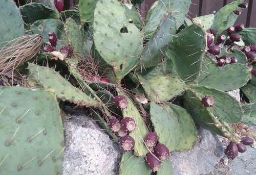 Семена Кактус Опунция (Мексиканская груша)