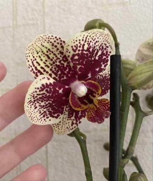 Орхидея фаленопсис Стритвайс midi