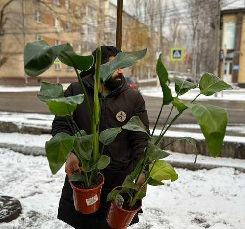 Стрелиция николая 100 см 3 ствола