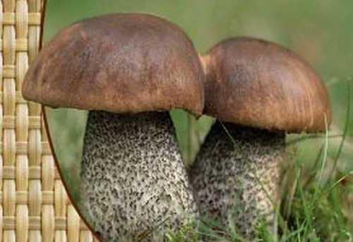 Мицелий грибов "Подберезовик"