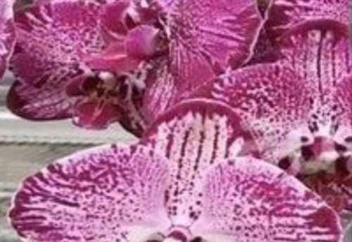 Орхидея под кодовым номером 1624