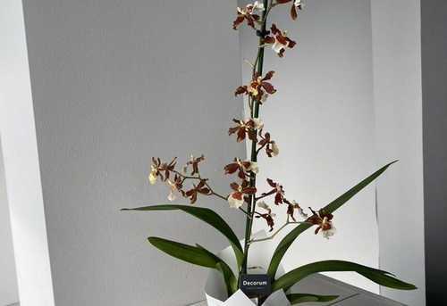Орхидея cambria
