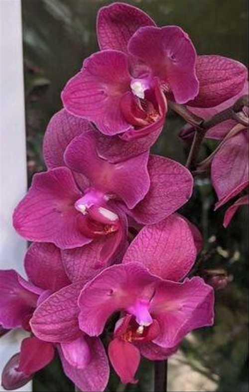 Орхидея Phalaenopsis Pavarotti