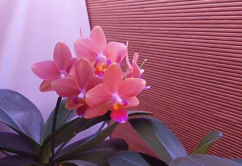 Орхидея мультифлора
