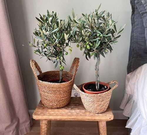 Олива, оливковое дерево, в наличии, подарок