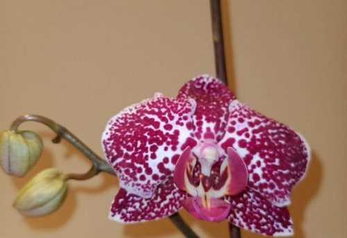 Орхидея фаленопсис Ягуар