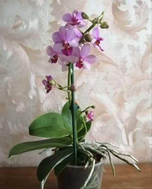 Орхидея Льюис Берри цветущая