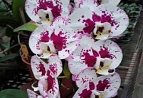 Орхидея фаленопсис Shining star