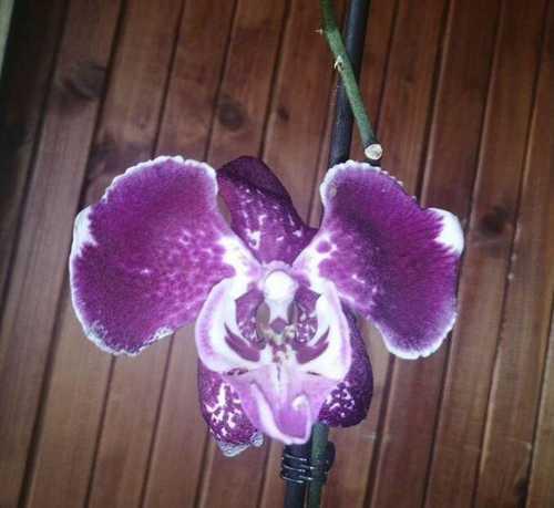 Орхидея фаленопсис фиолетовая
