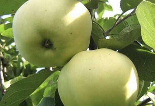 Саженцы яблони Антоновка