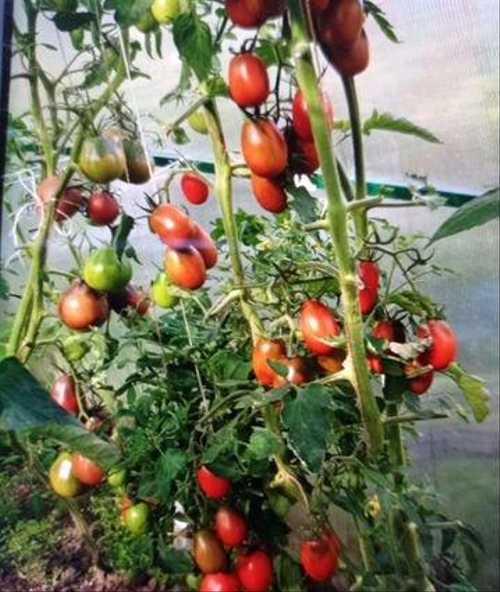 Рассада томатов помидоров