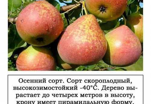 Саженцы груши