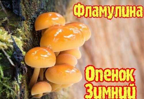 Мицелий опят Фламулина