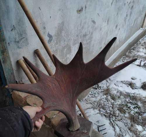 Рог лося