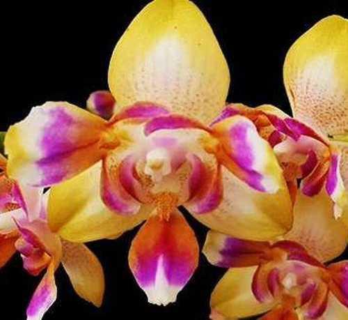 Орхидея фаленопсис Venus трилипс Арома