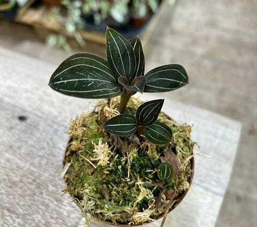 Драгоценная Орхидея Лудизия Дисколор D 9