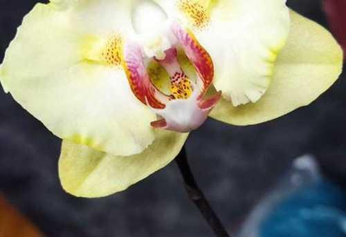 Орхидея Fullers s Sunset KES-08