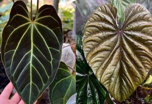 Гибрид Anthurium Besseae aff x Luxurians cf