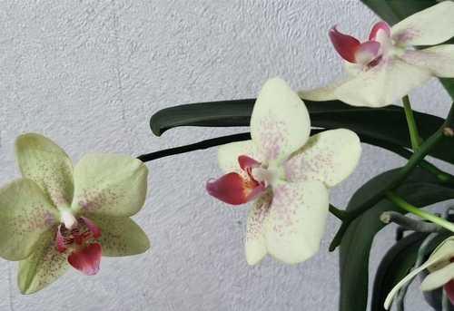 Орхидея фаленопсис пульсация